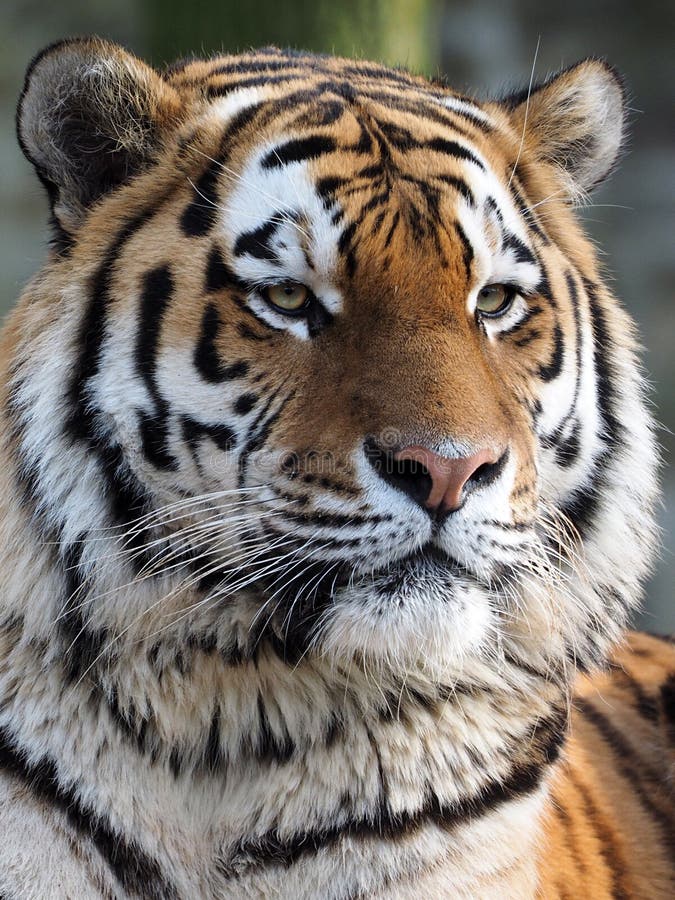 Tiger portrait stock image. Image of portrait, head, animal - 11728393
