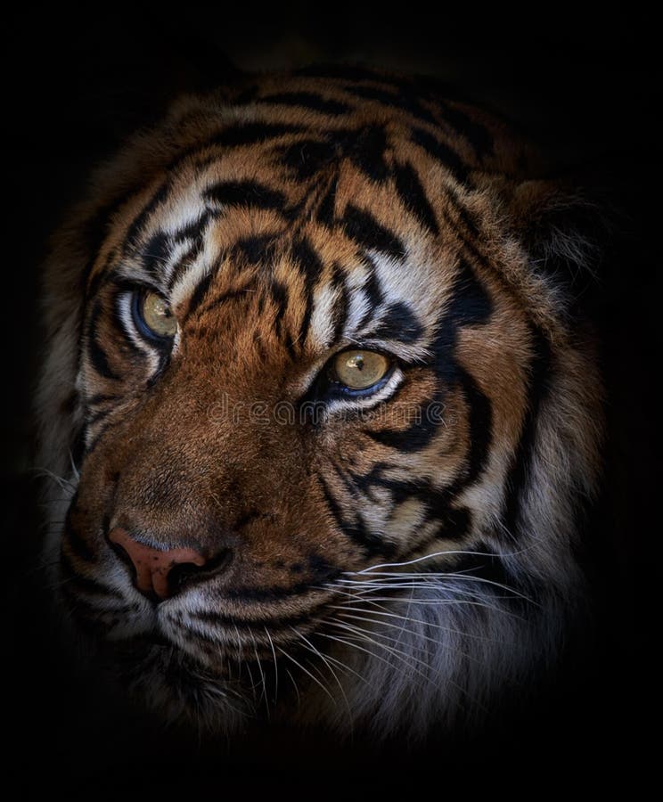 Tiger Portrait stock image. Image of closeup, hair, nose - 13826707