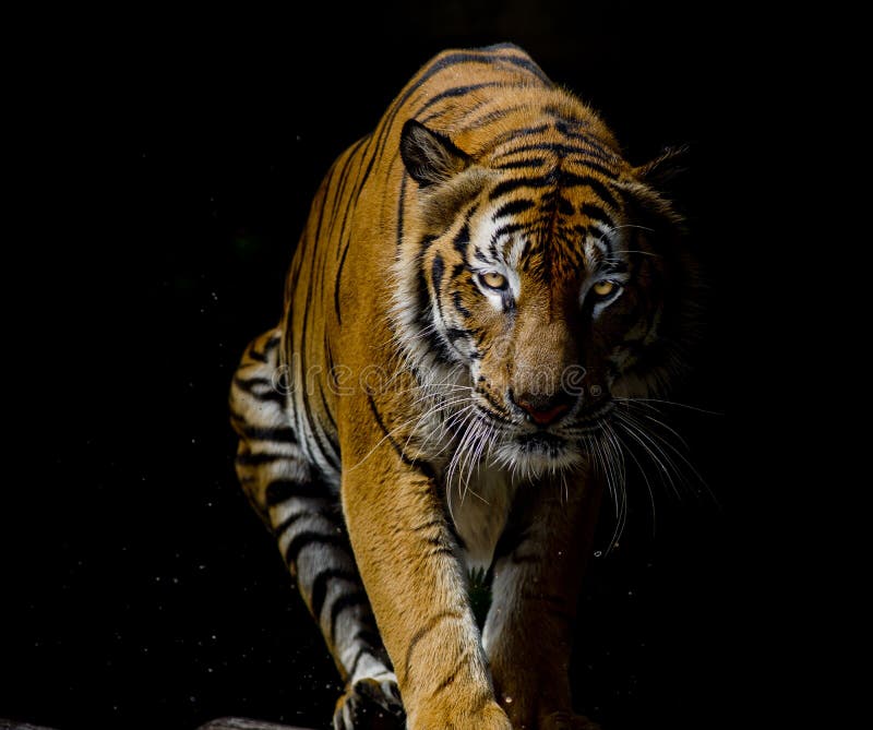 Black and White Tiger Portrait in Front of Black Background Stock Photo ...