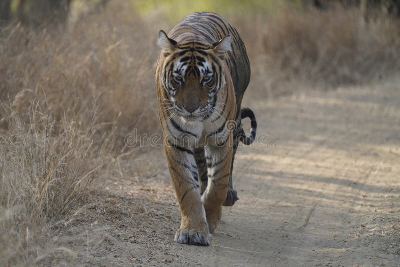 Tiger Portrait - Gorgeous Tigress Walking Head-on Towards the Camera ...