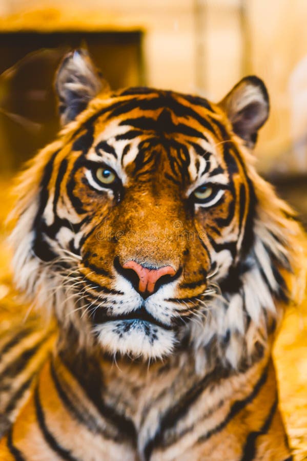 Tiger portrait stock image. Image of jungle, amur, carnivore - 169052237