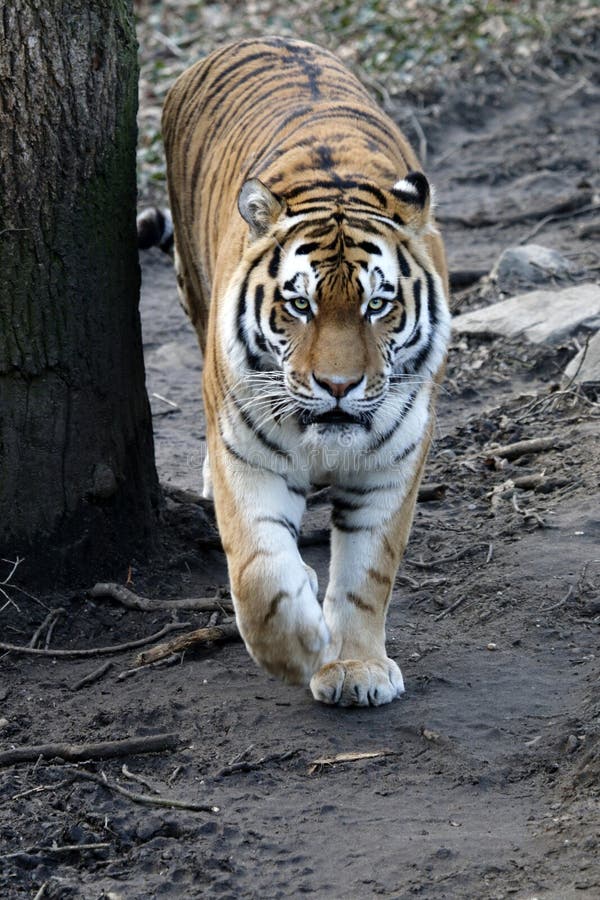 Tiger stock image. Image of mammal, tiger, walking, earth - 57116029