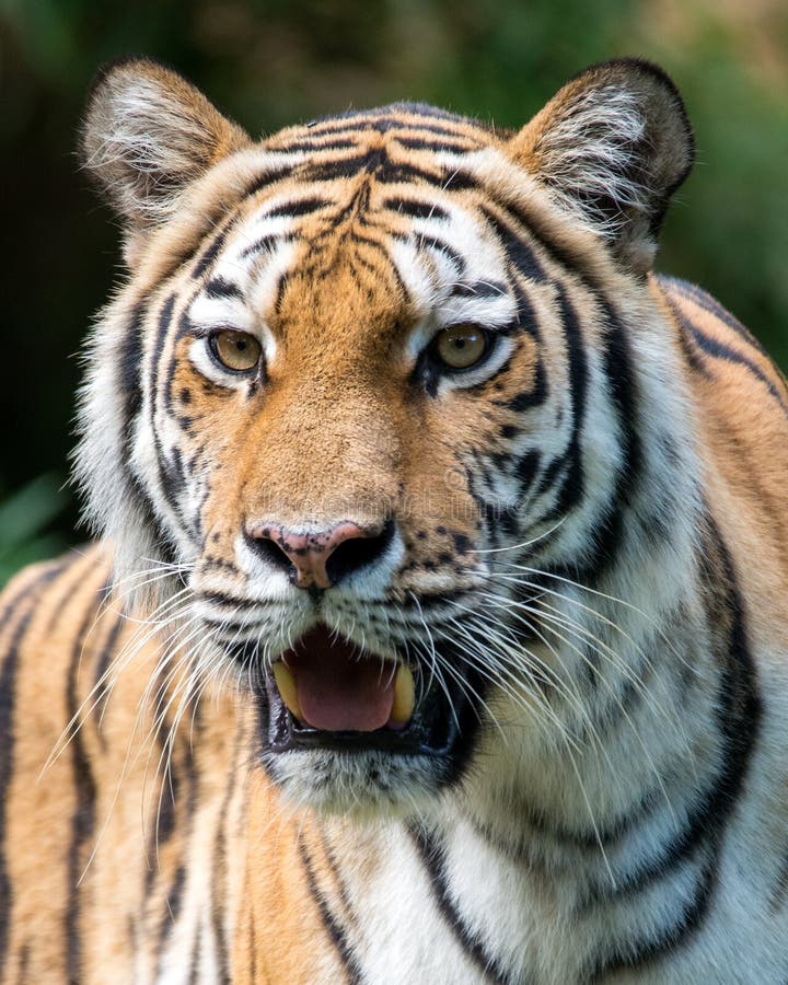 Tiger - Portrait stock image. Image of stripes, amur - 31896039