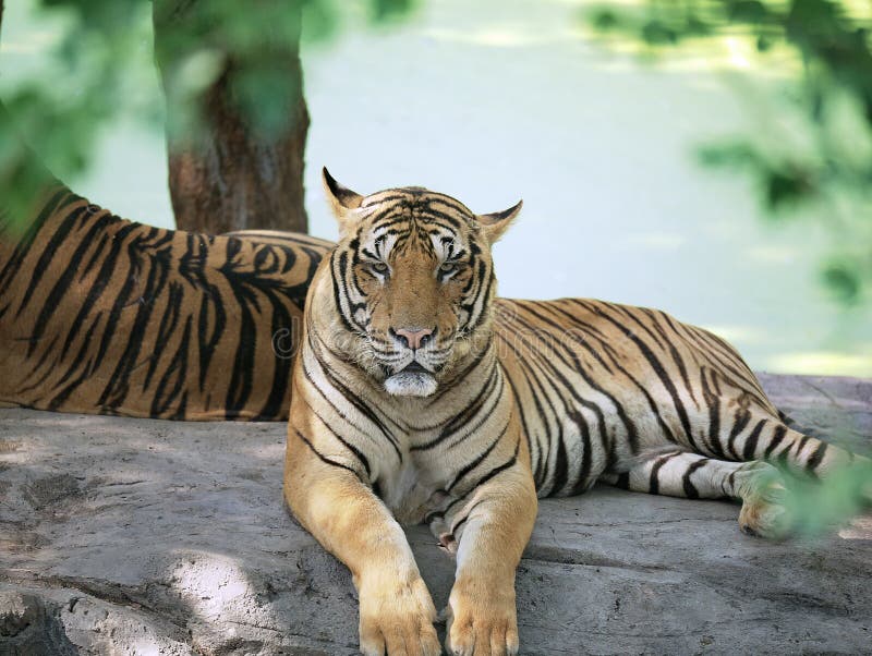 Tiger pose handsome look. stock photo. Image of animal - 81088742