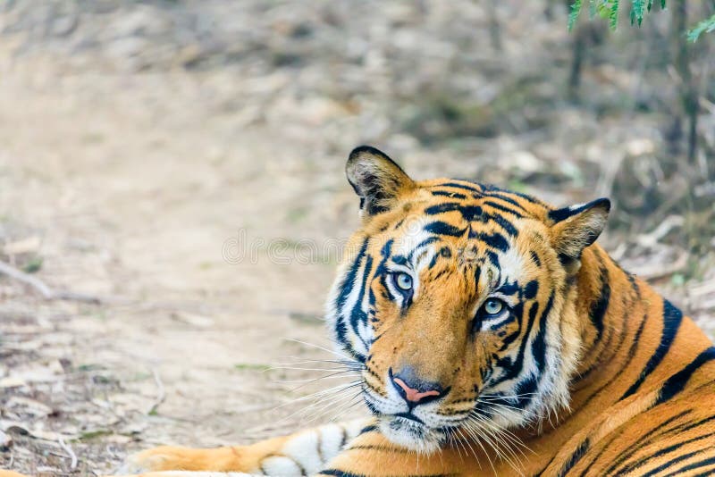 Tiger posing for you stock photo. Image of tiger, forest - 244589308