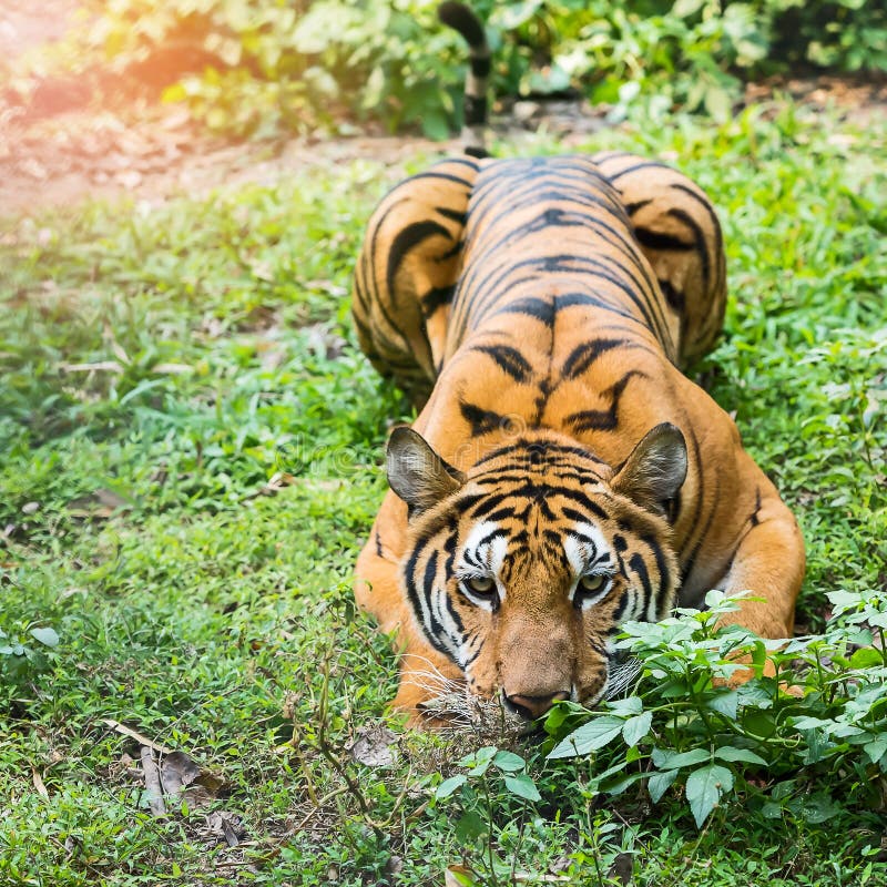 Attack Position Tiger Stock Photos - Free & Royalty-Free Stock Photos ...