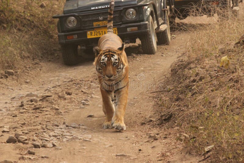 Tiger editorial stock photo. Image of alone, walks, tiger - 103638388