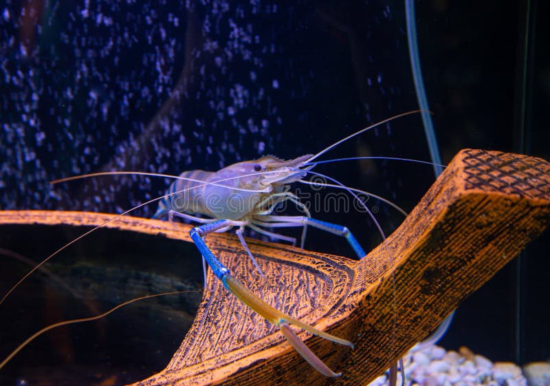 Tiger prawn in tank stock image. Image of seafood, protein - 30410889