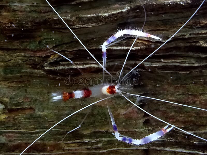 Tiger prawn lighting stock image. Image of marine, prawn - 84007845