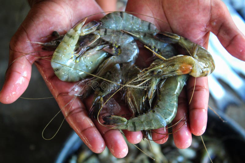 Big Penaeus Monodon Tiger Prawn in Hand of a Farmer Tiger Shrimp ...