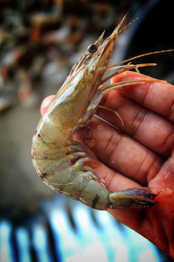 Big Penaeus Monodon Tiger Prawn in Hand of a Farmer Tiger Shrimp ...