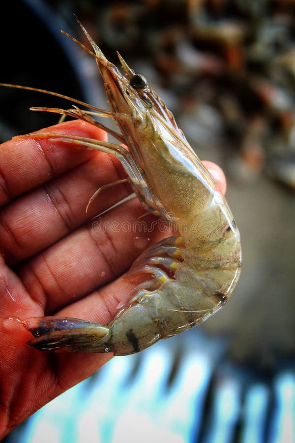 Big Penaeus Monodon Tiger Prawn in Hand of a Farmer Tiger Shrimp ...