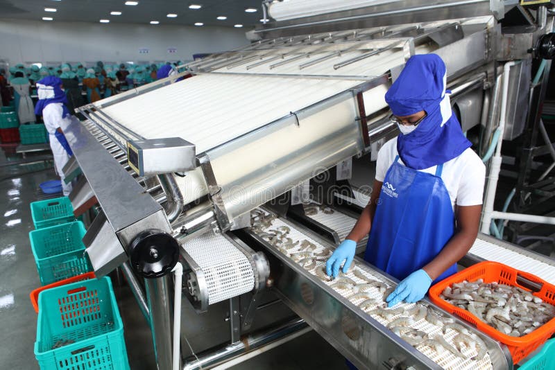 Tiger Prawn Processing Plant Editorial Photography - Image of ...
