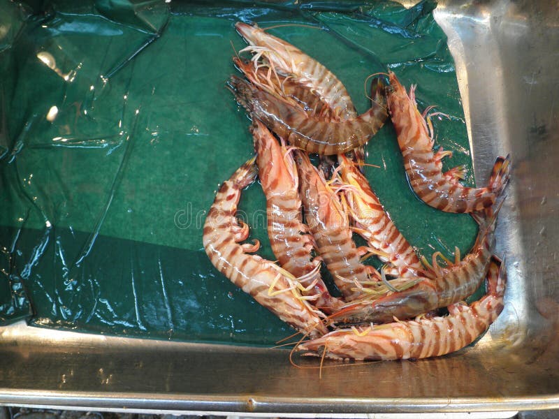 Alive Prawns in the Container Stock Photo - Image of tasty, thai: 118883728