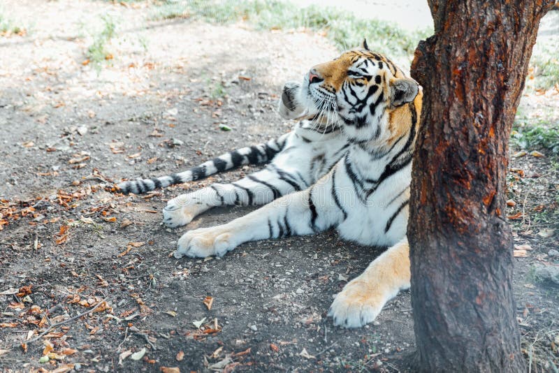 Tiger Predator Resting in the Shade of a Tree Stock Photo - Image of ...