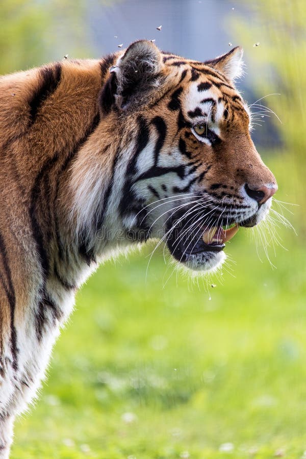 Tiger Head Profile Stock Photos - Download 822 Royalty Free Photos