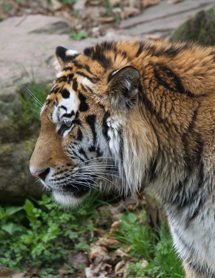 Tiger profile from left stock image. Image of bangladesh - 94955377