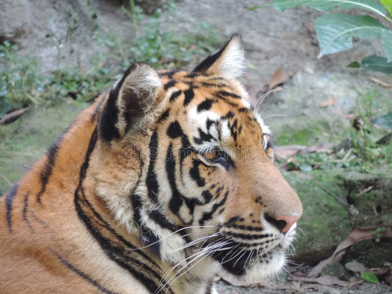 Profile of tiger stock photo. Image of zoological, mammal - 976942