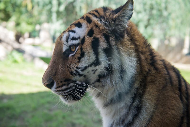 Tiger profile shot stock photo. Image of danger, calm - 47282518