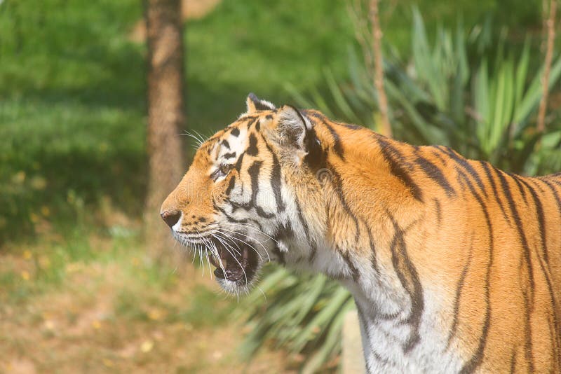 Tiger Profile Head Close Up Stock Photo - Image of wilderness, head ...