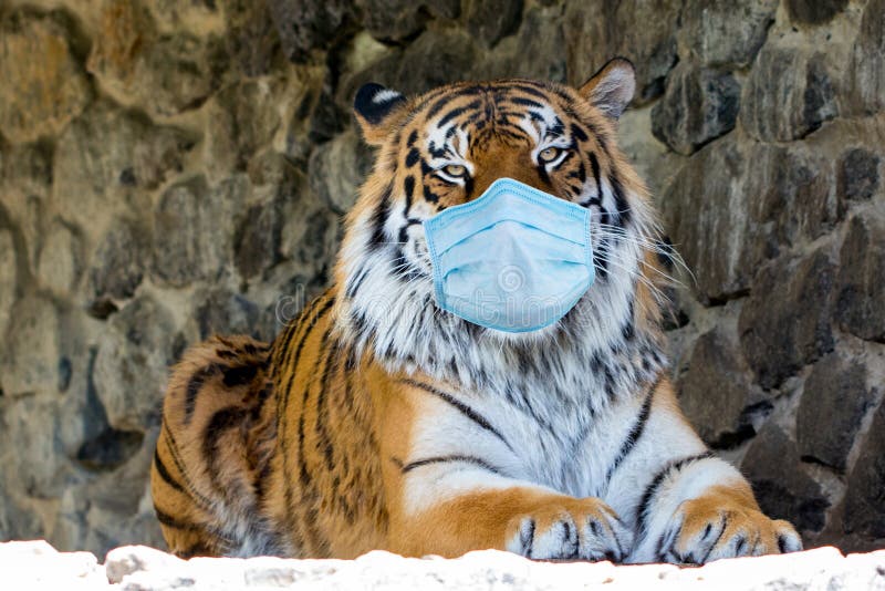 Tiger in Protective Mask Against a Stone Wall Stock Image - Image of ...