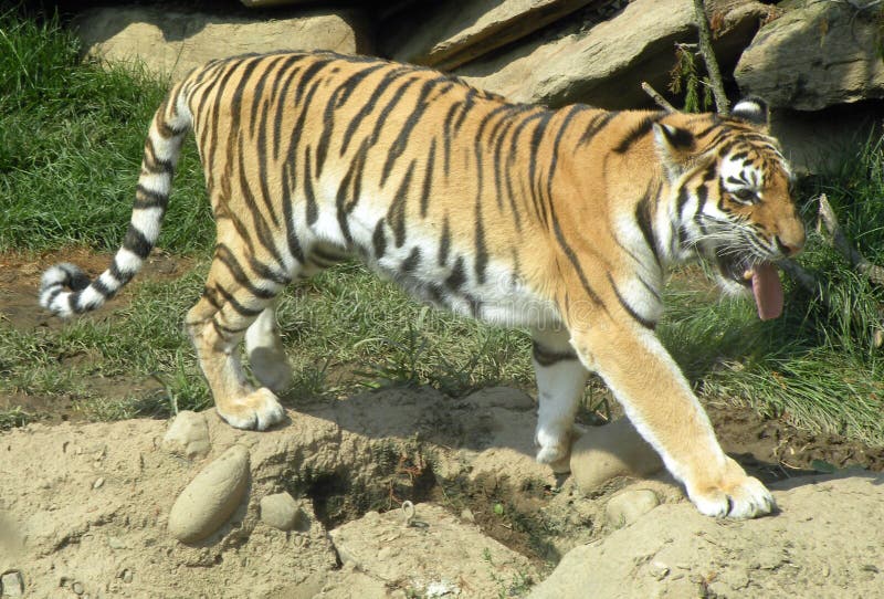 Tiger on the prowl stock image. Image of beautiful, large - 10366369