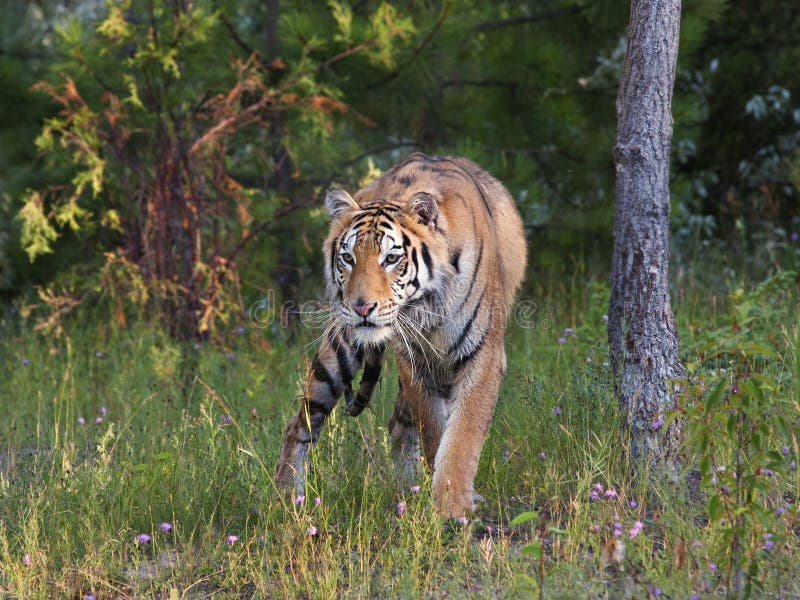Tiger on the Prowl stock image. Image of forest, animal - 28668887