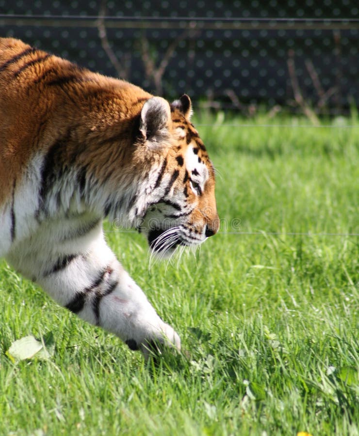 Tiger stock photo. Image of wild, tiger, stripes, prowl - 94007888