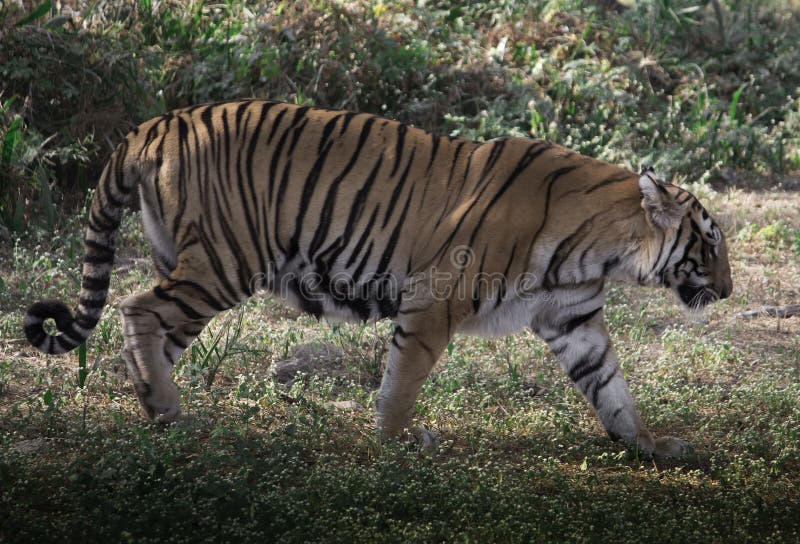 Tiger on the prowl. stock image. Image of bengal, panthera - 30077409