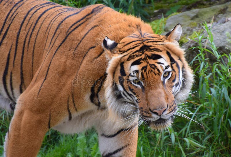 823 Tiger Prowling Stock Photos - Free & Royalty-Free Stock Photos from ...