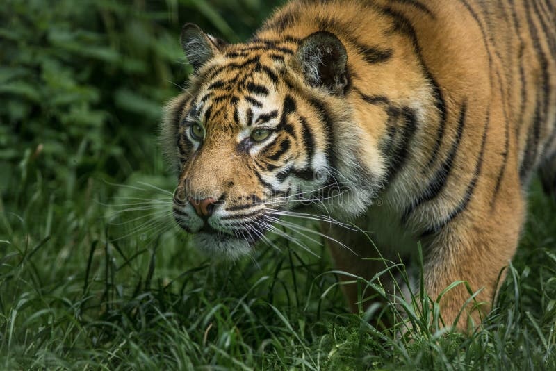 Tiger, Prowling through Grass Stock Photo - Image of stare, close ...