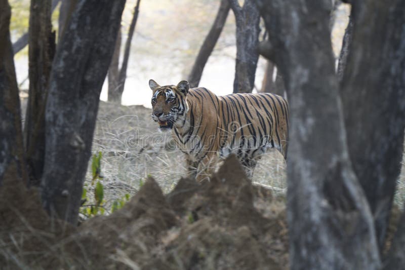 Tiger Prowling - Out on a Hunt - Prowling Stock Photo - Image of nature ...