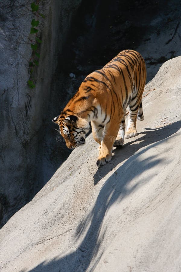 Tiger Prowling on Rock stock image. Image of nature, beautiful - 6738043