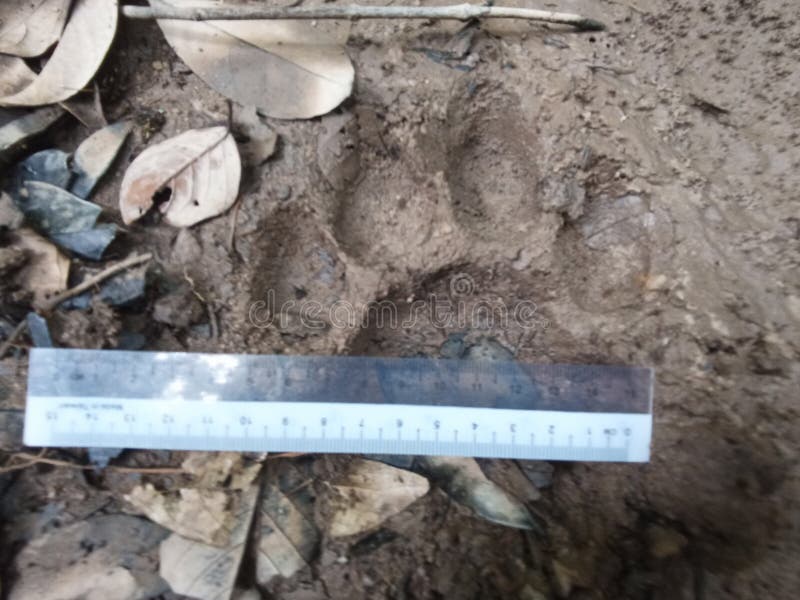 Tiger Pugmark Recorded with Ruler Stock Photo - Image of pugmark, food ...