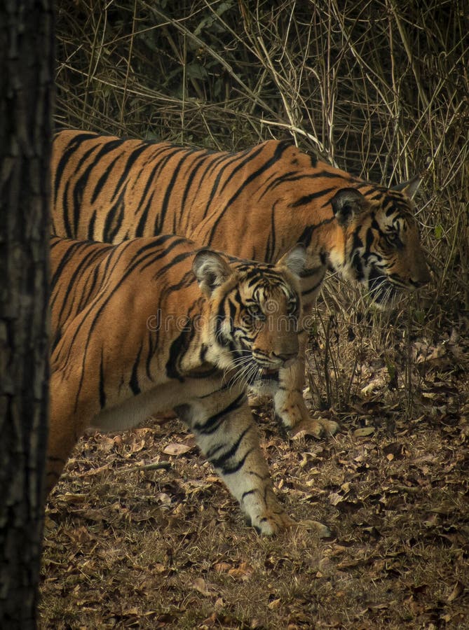 Tiger stock image. Image of d7500, animal, pure, tiger - 175019801