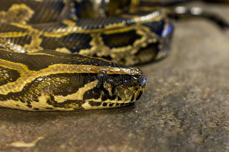 Tiger Python, Python Molurus Closeup Snake Stock Photo - Image of ...