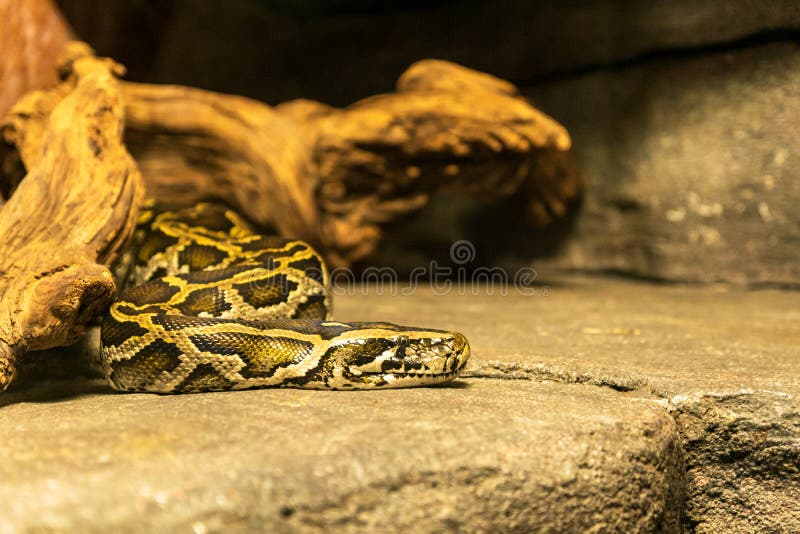 Tiger Python, Python Molurus Closeup Snake Stock Photo - Image of ...