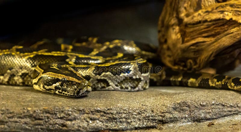 Tiger Python, Python Molurus Closeup Snake Stock Image - Image of giant ...