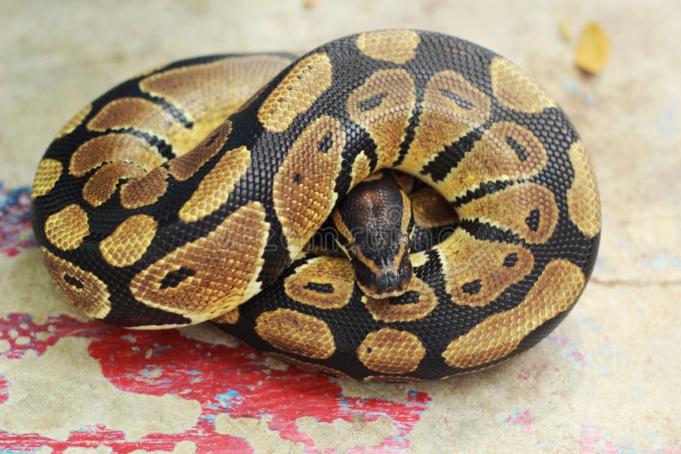 A Tiger Python Snakes in Nature Stock Image - Image of curve ...