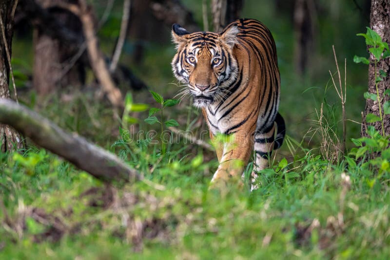 Tiger Queen stock image. Image of forest, morning, tiger - 199504647
