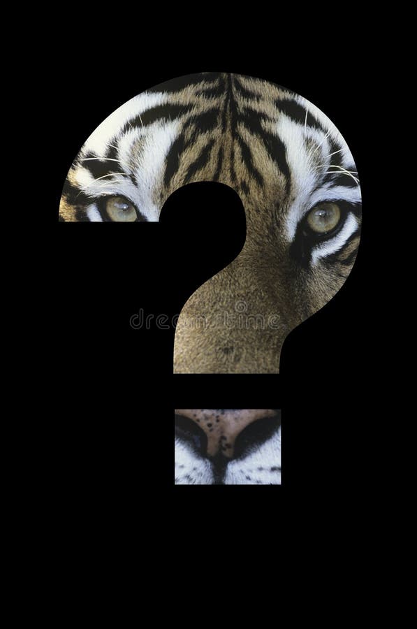 Tiger in Question Mark Over Black Background Stock Image - Image of ...