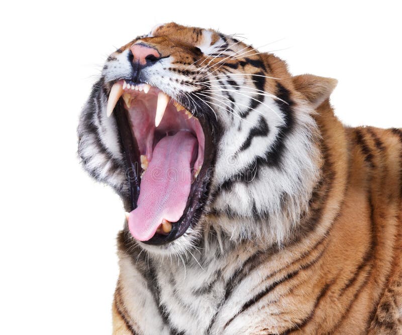 Furious tiger stock image. Image of furious, emotion - 119360721