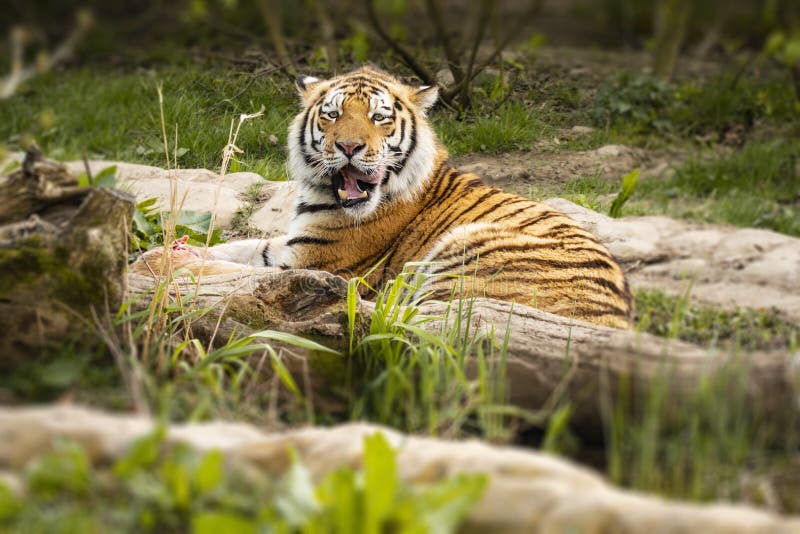 A tiger looks on stock image. Image of looks, raises - 152954473