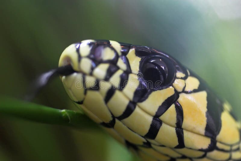 Tiger rat snake stock photo. Image of forest, alive, behavior - 2739712