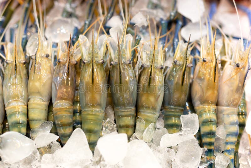 Tiger rawn on ice stock photo. Image of gourmet, delicious - 119494822