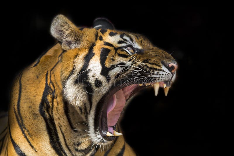 A tiger ready to attack stock image. Image of color - 188610297