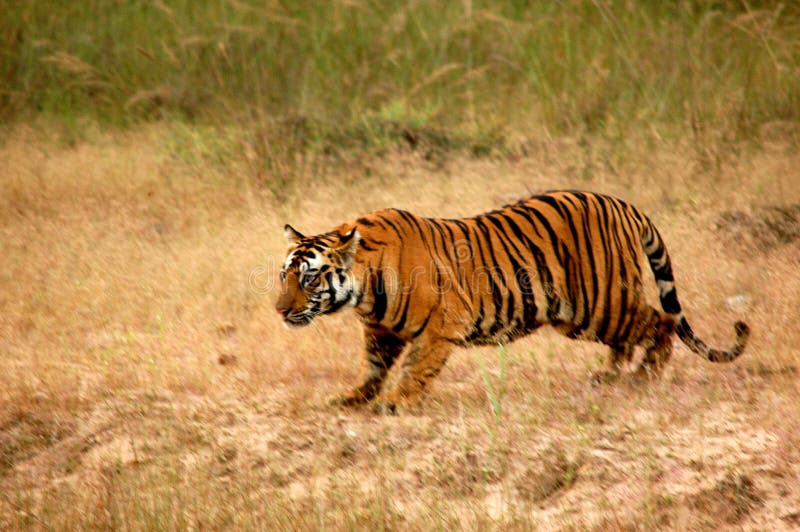 Tiger ready to hunt stock image. Image of indian, hunger - 1866655