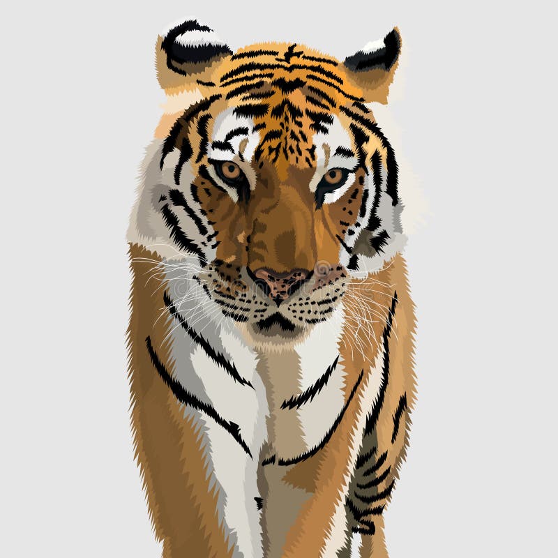 Tiger Realistic Hand Drawn Vector and Illustrations White Background ...