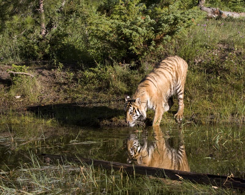Tiger Reflectioin stock photo. Image of jungle, beautiful - 27326958