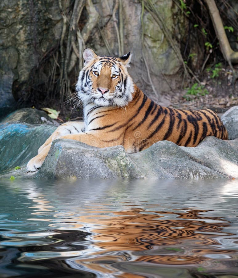 Tiger with Reflection in Water Stock Photo - Image of closeup ...